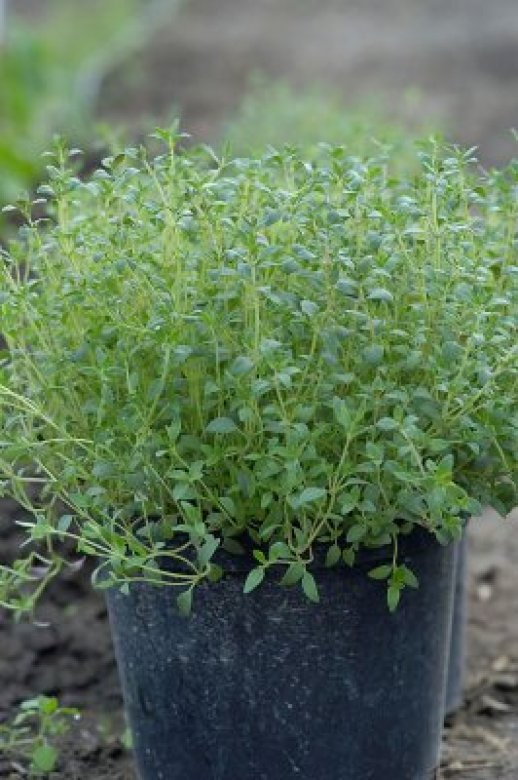 Köp hållbara fröer & tillbehör online | Lindbloms Frö