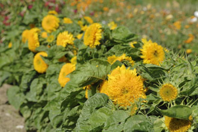 Köp frö till Solros - Solros Teddy Bear hos Lindbloms.se