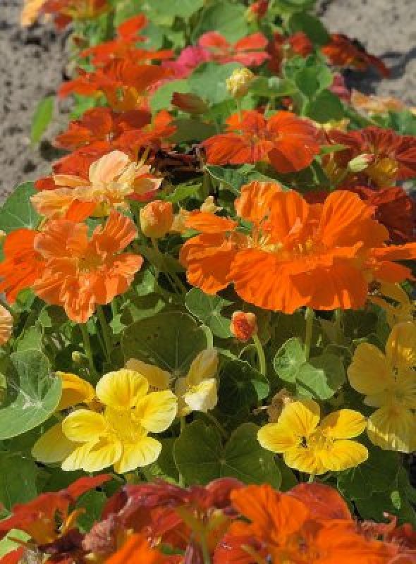 Köp frö till Krasse - Whirlybird Mix hos Lindbloms.se