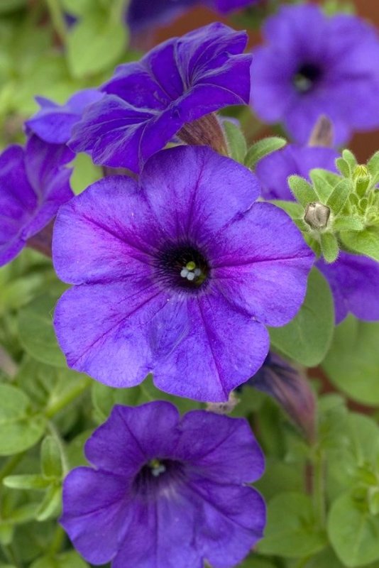 Köp frö till Petunia - Easy Wave Blue F.1 hos Lindbloms.se